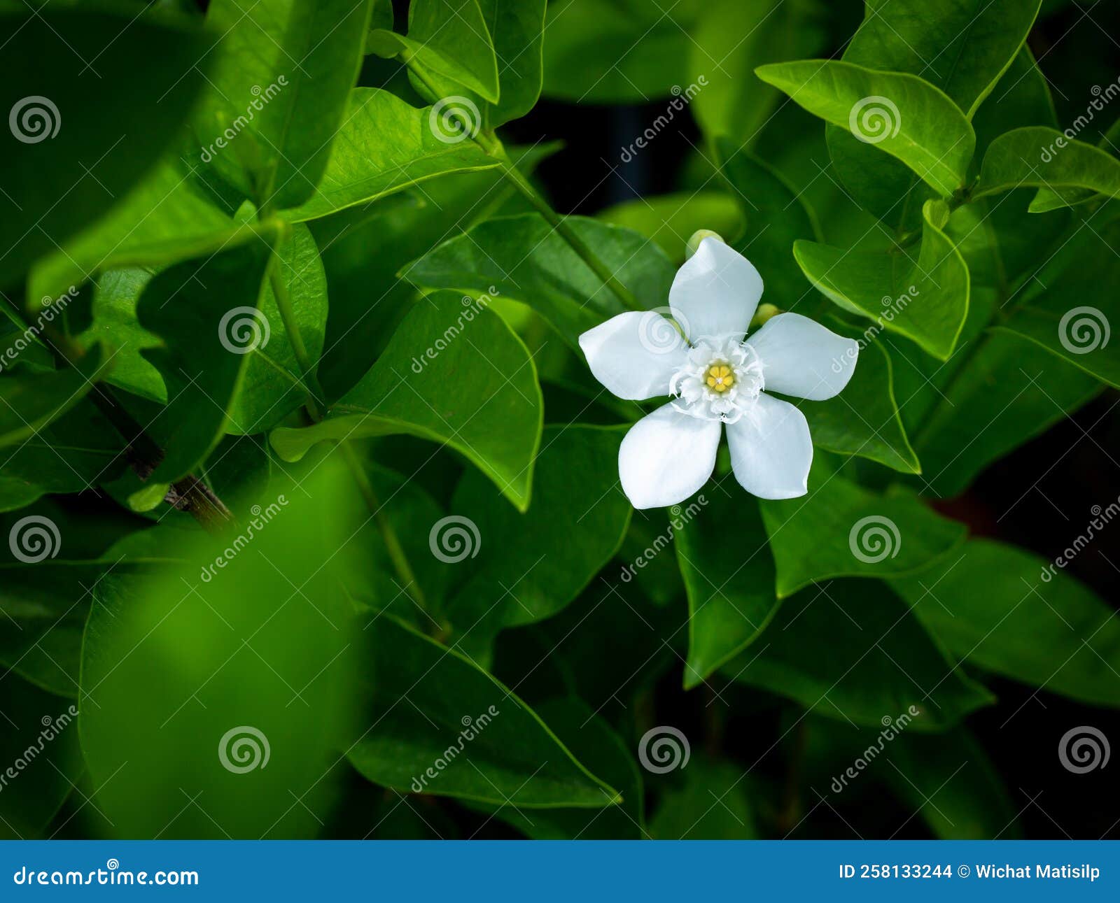 Single Gardenia Flower Blooming Stock Photo - Image of flora, elegance ...