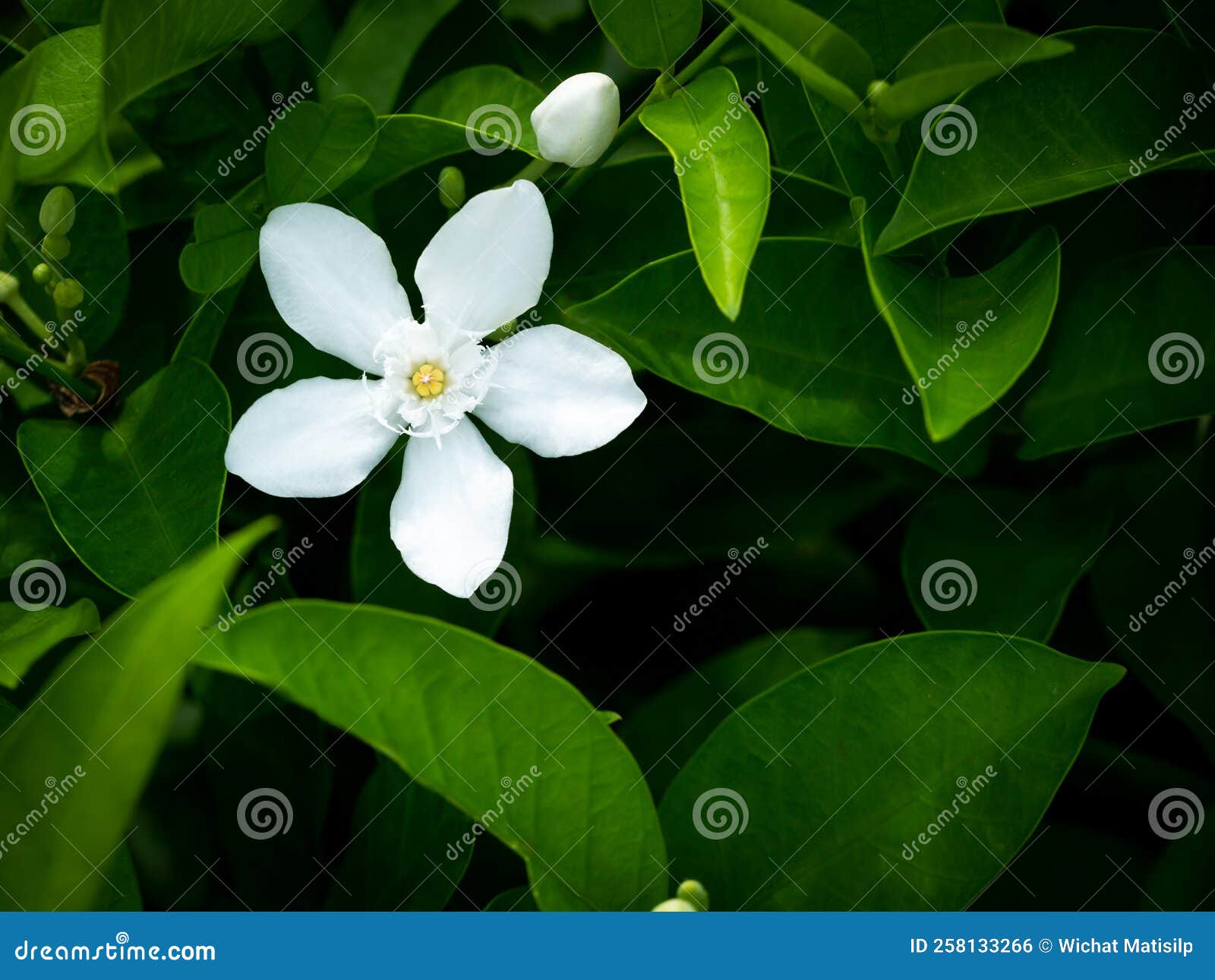 Single Gardenia Flower Blooming Stock Photo - Image of flower, fragrant ...