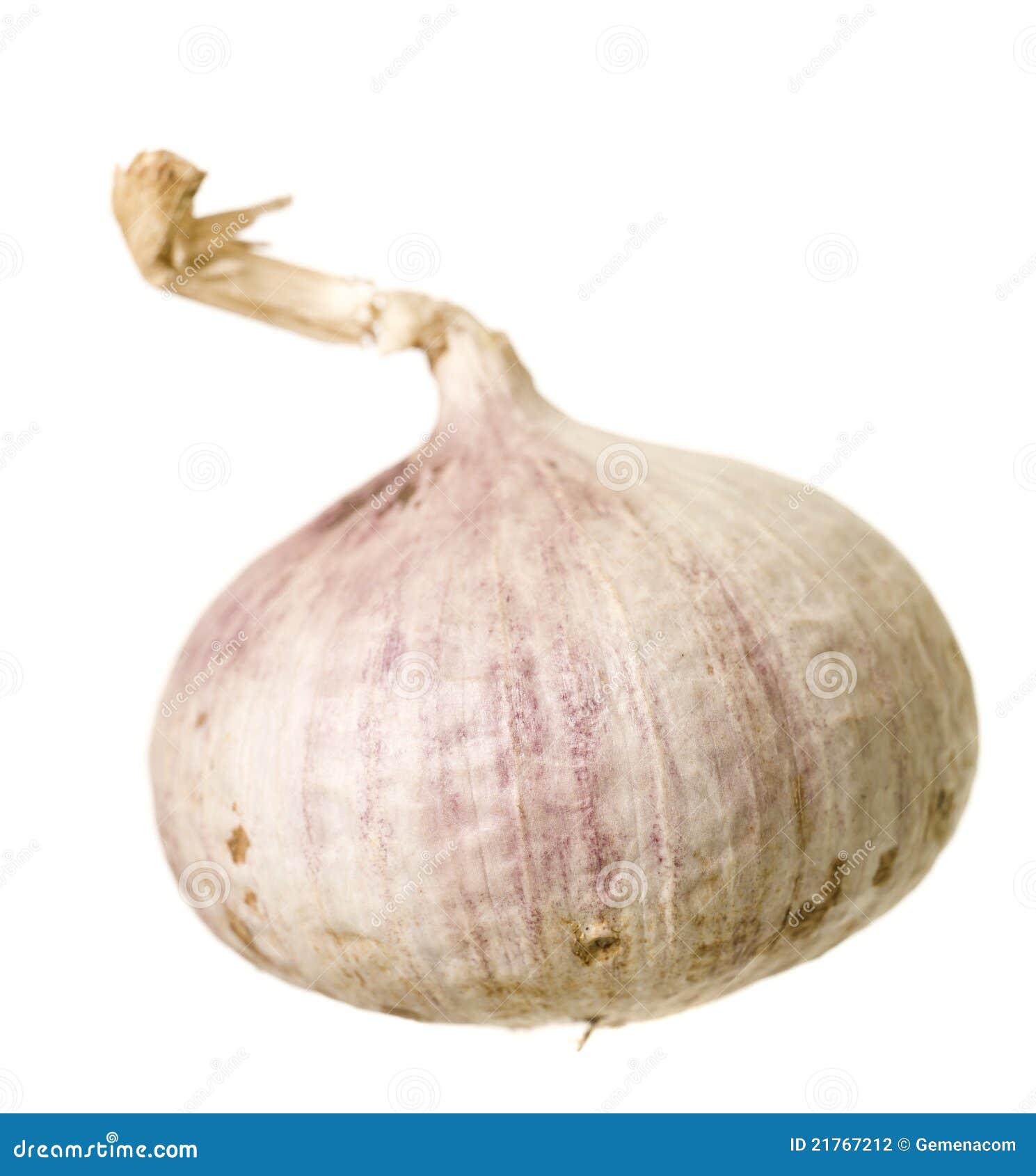 Single Garlic stock photo. Image of isolated, white, family - 21767212