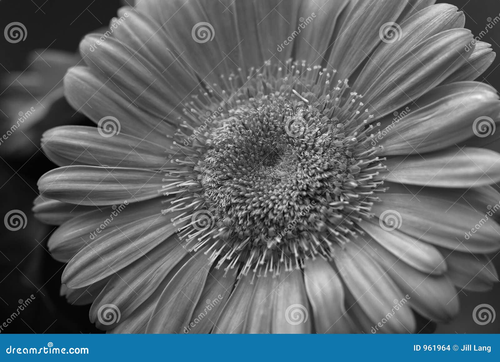 Single Gerber Daisy stock photo. Image of card, cluster - 961964