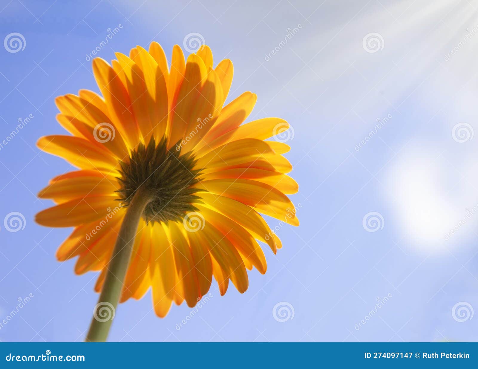 Single Gerber Daisy with Blue Sky and Sun Ray Stock Image - Image of ...