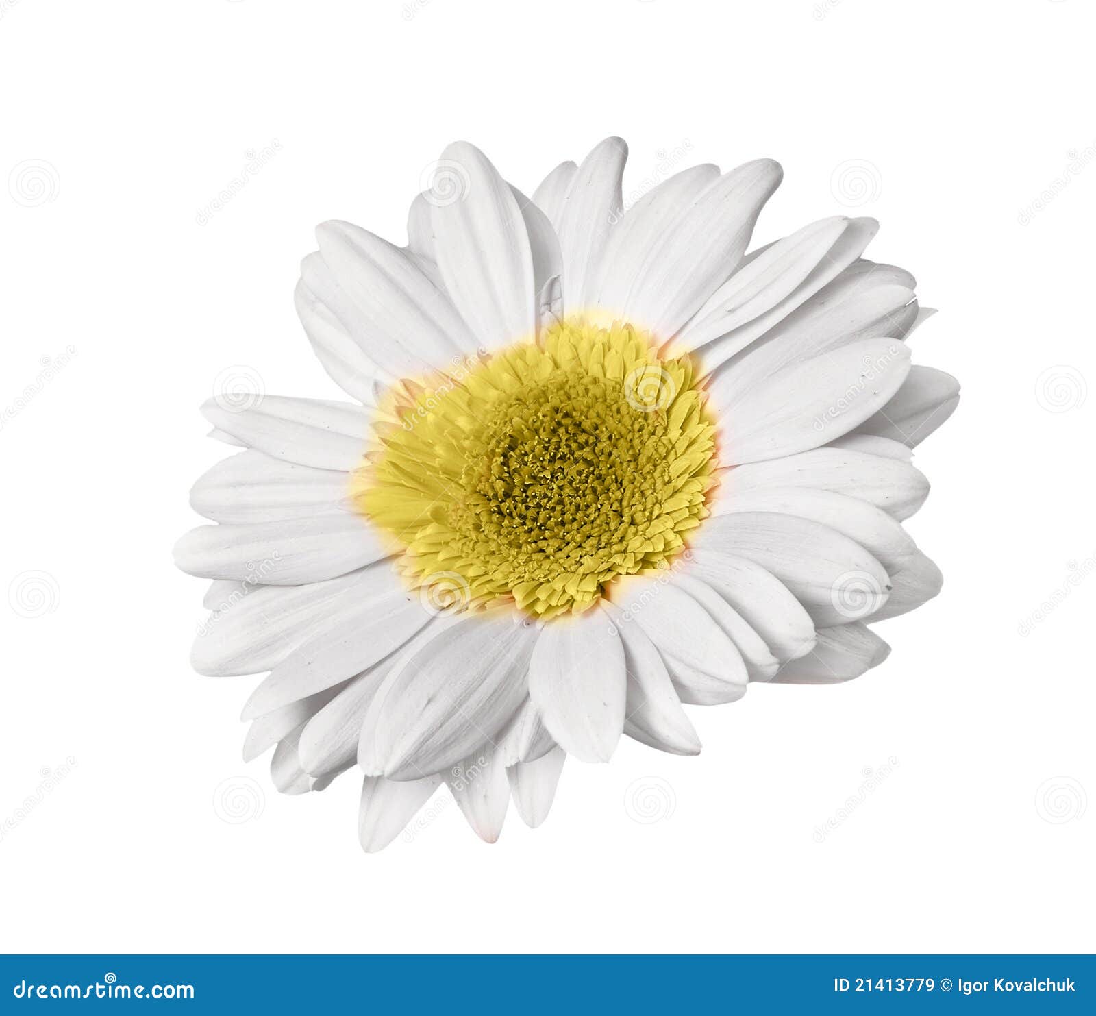 2,640 Gerbera Single Leaf Stock Photos - Free & Royalty-Free Stock ...