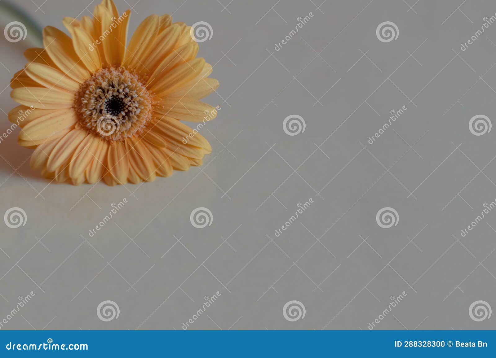 A Single Gerbera Flower on a Light Background Stock Photo - Image of ...