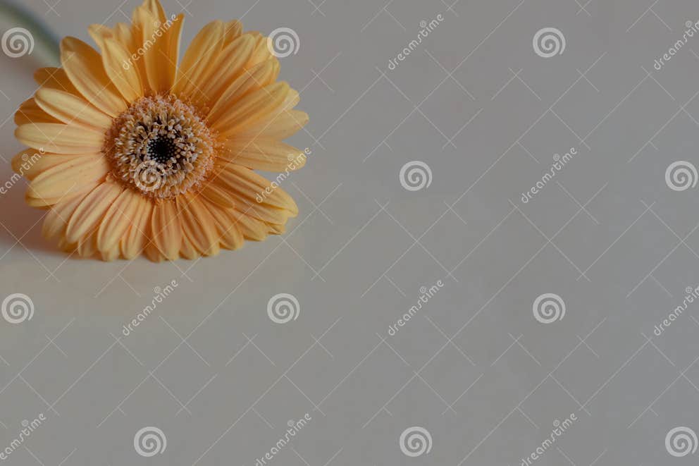 A Single Gerbera Flower on a Light Background Stock Photo - Image of ...