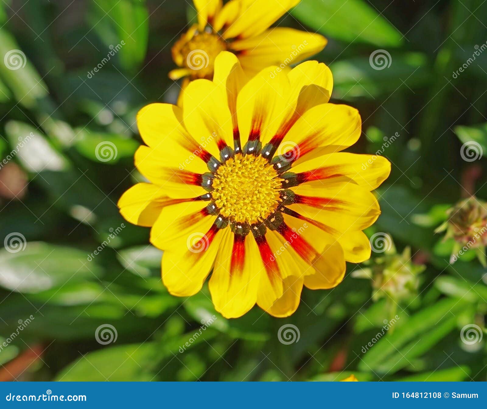 Single gerbera flower stock photo. Image of petal, botanical - 164812108