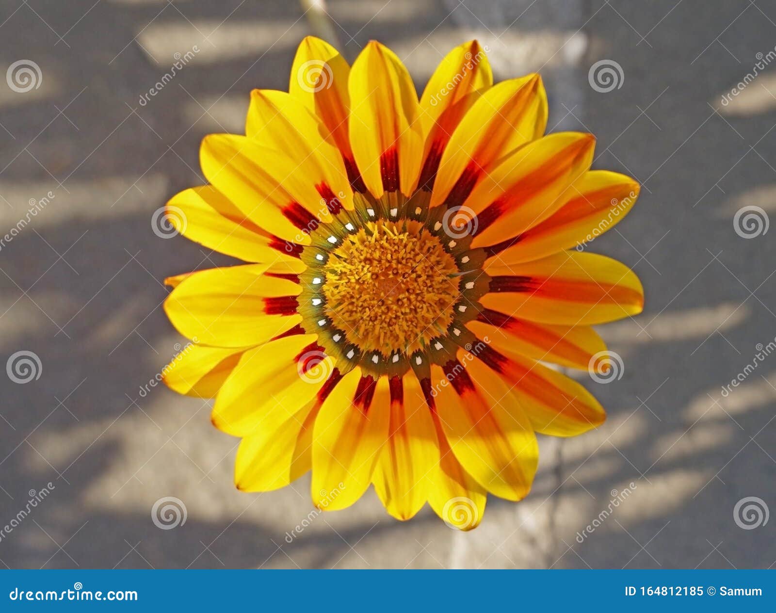 Single gerbera flower stock image. Image of blossom - 164812185