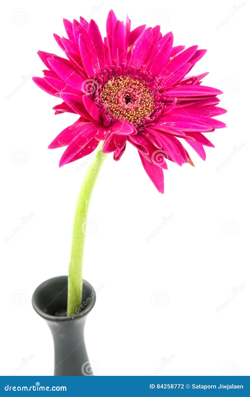 Single Gerbera Flower Pink Isolated Stock Photo - Image of closeup ...