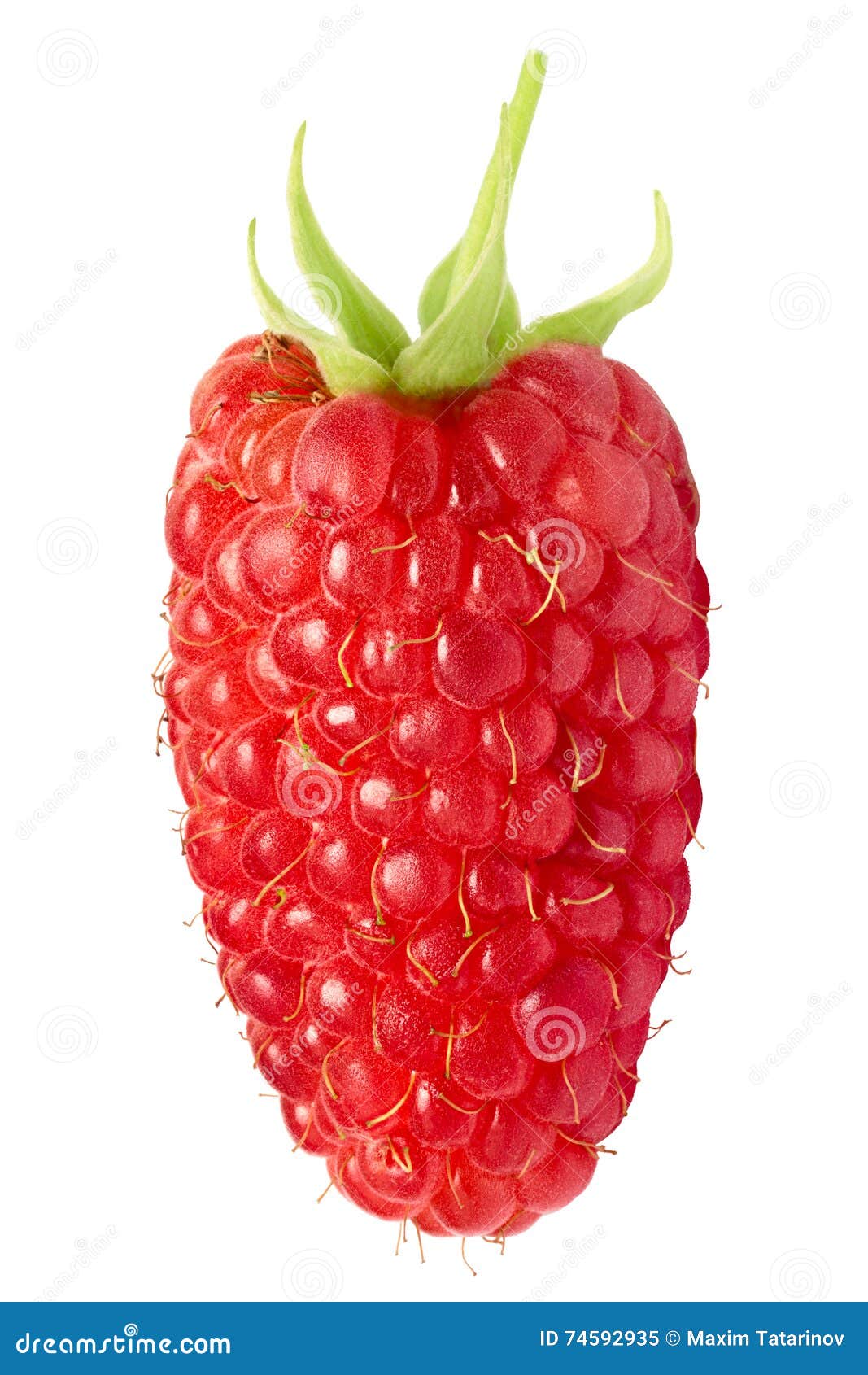 Single Giant, Elongated Raspberry. Stock Image - Image of single, green ...