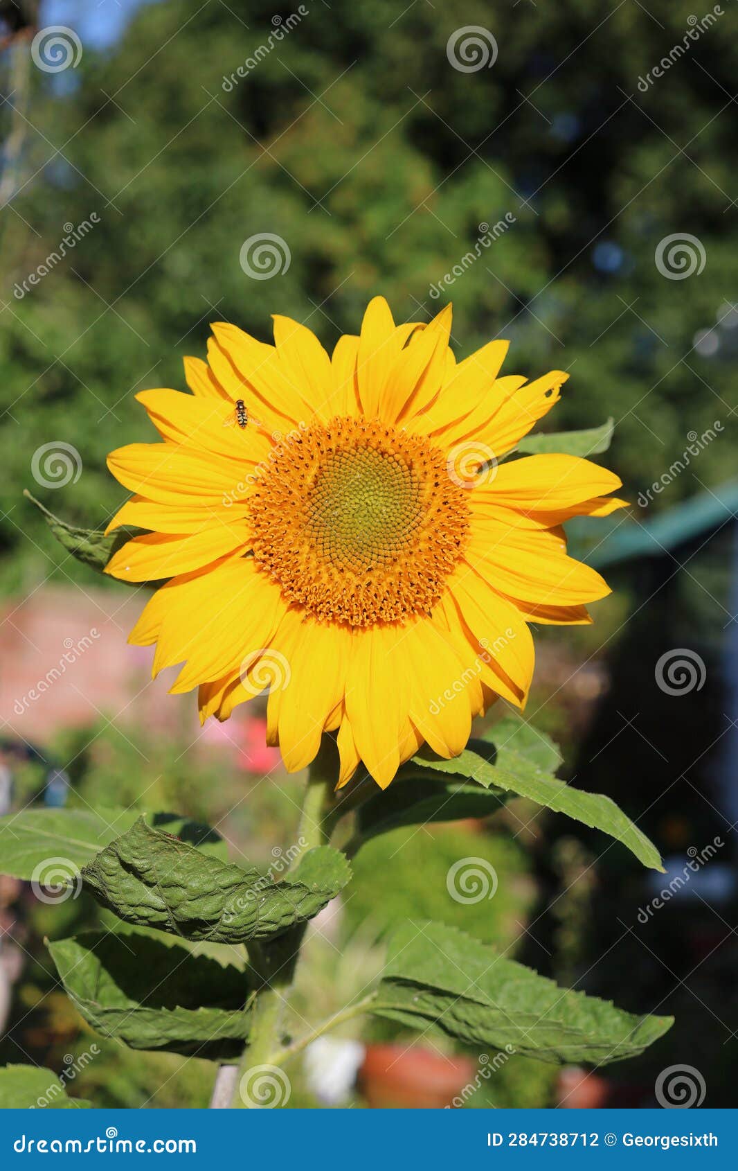 Single Giant Sunflower with Insect in Sunlight Stock Photo - Image of ...