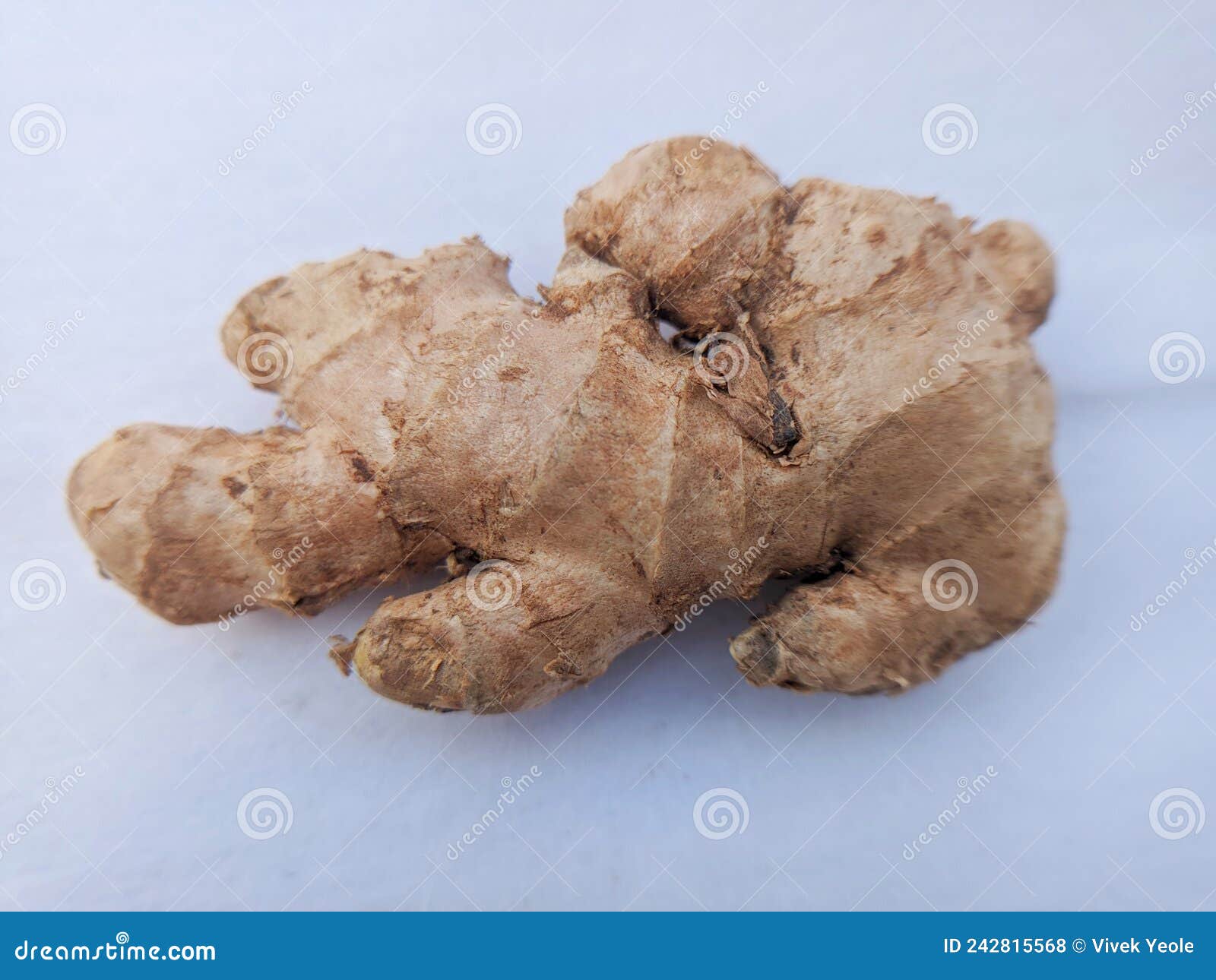 Single Ginger on White Background Stock Photo - Image of animal, icing ...