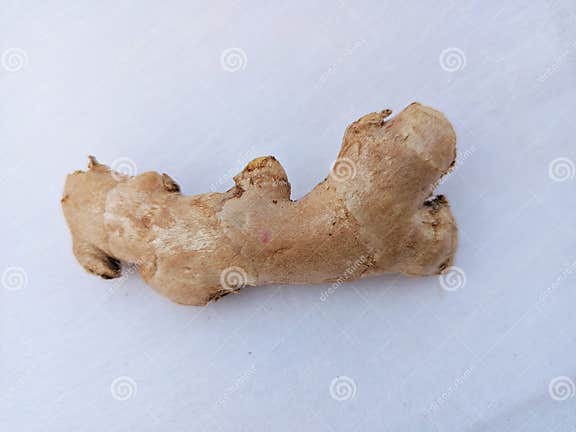 Single Ginger on White Background Fresh Stock Image - Image of wood ...