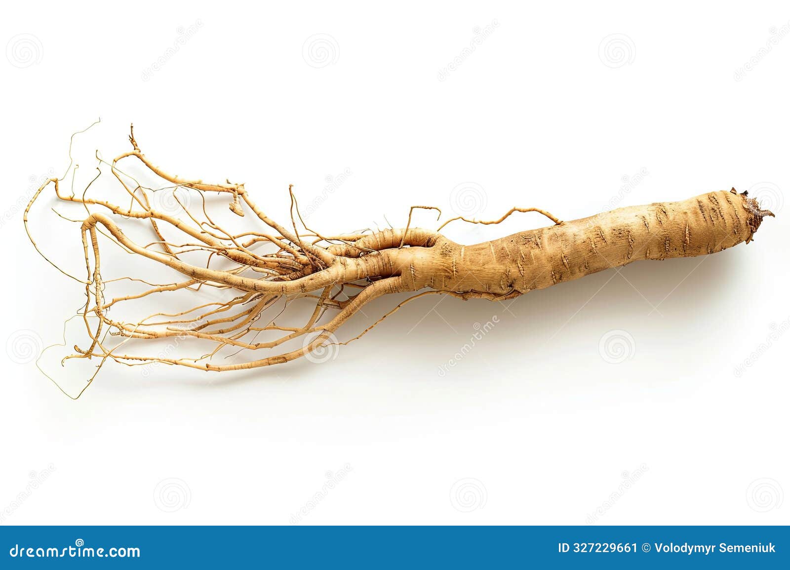 Single Ginseng Root with Extensive Root System on White Background ...