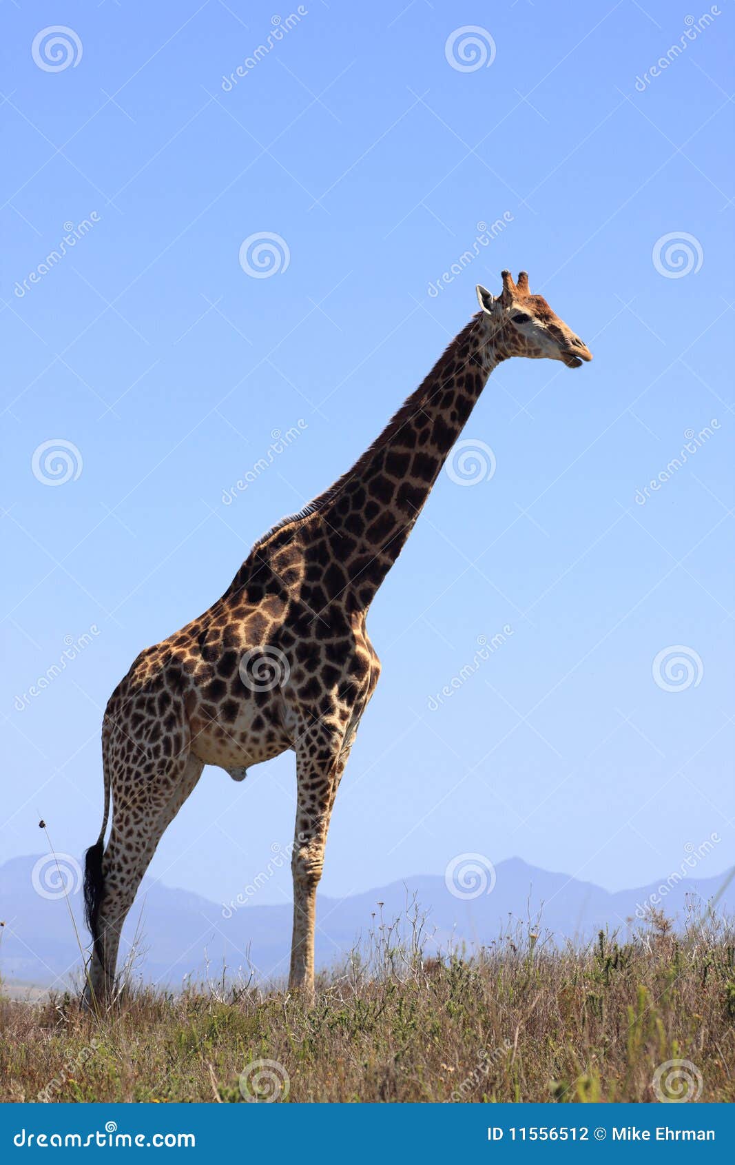 Single giraffe stock photo. Image of grass, outdoor, game - 11556512