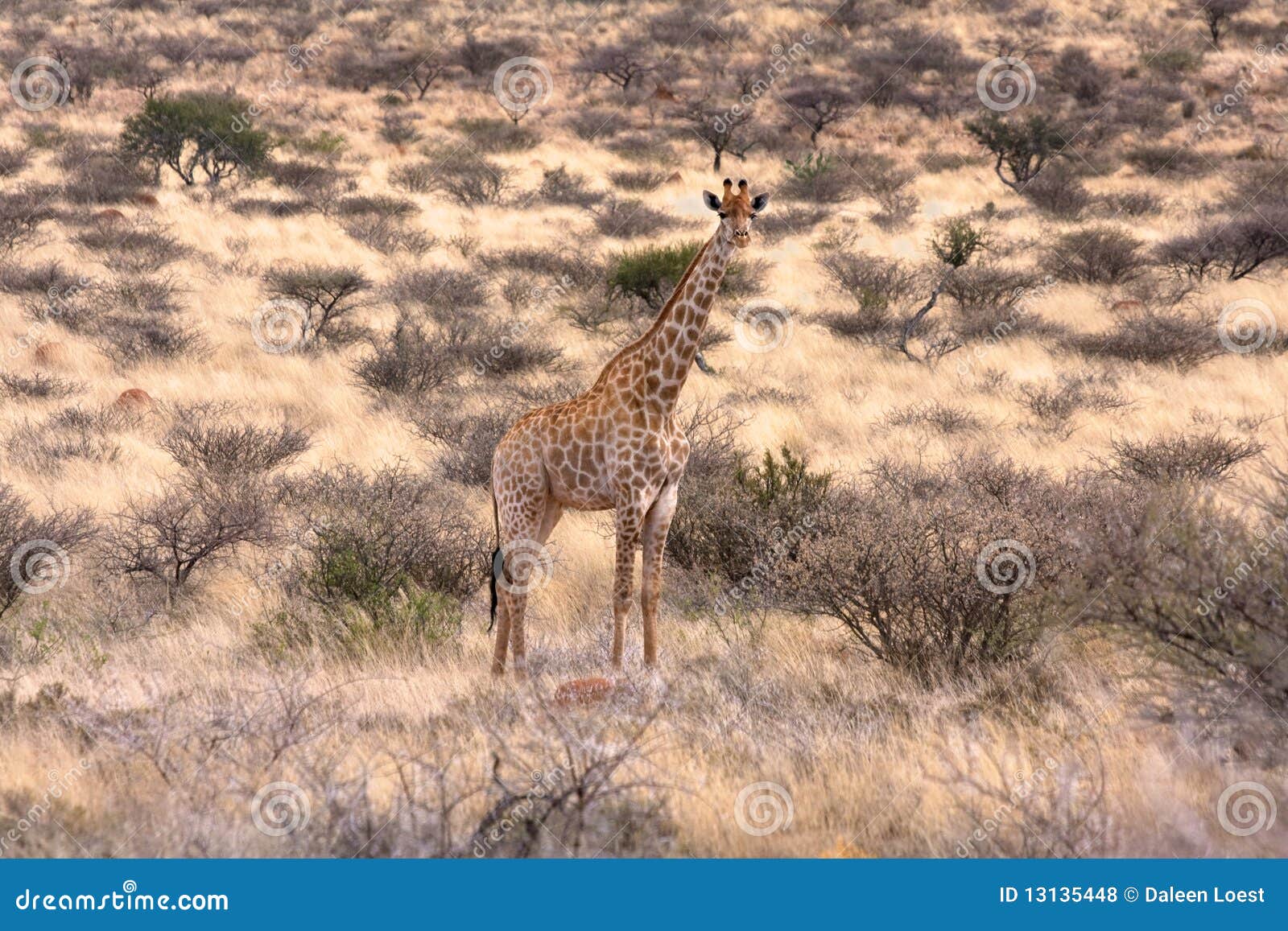 Single giraffe stock photo. Image of southern, twilight - 13135448