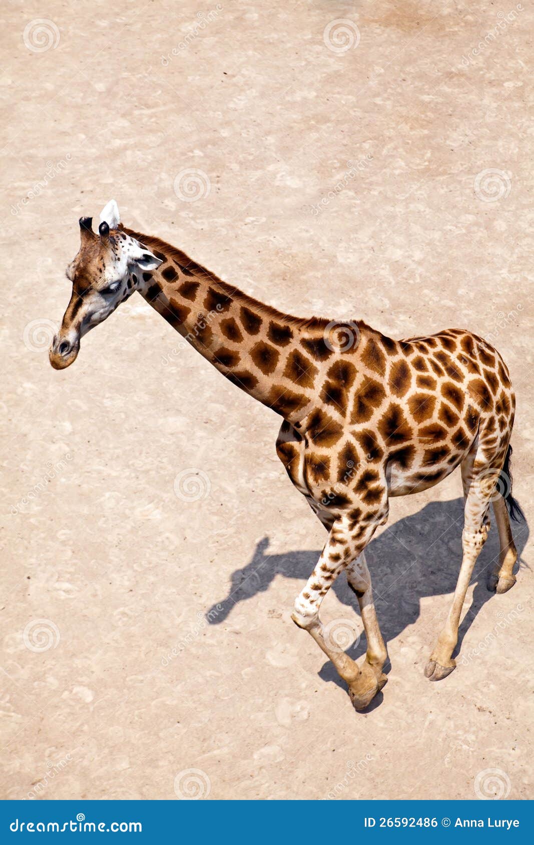 Single Giraffe stock photo. Image of wild, giraffe, natural - 26592486
