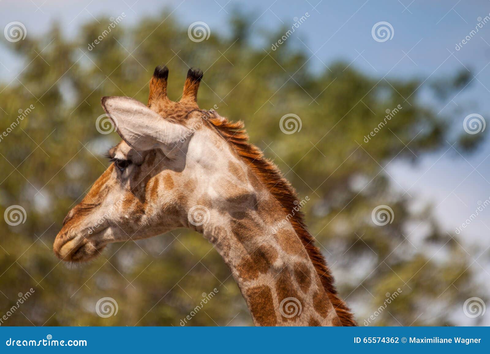 Single Giraffe in Front of Trees in Etosha National Park, Namibia Stock ...