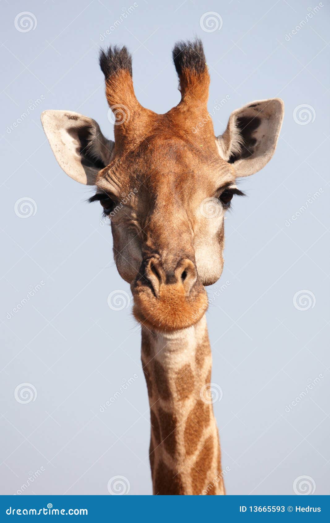 Single Giraffe (Giraffa Camelopardalis) Stock Image - Image of ...