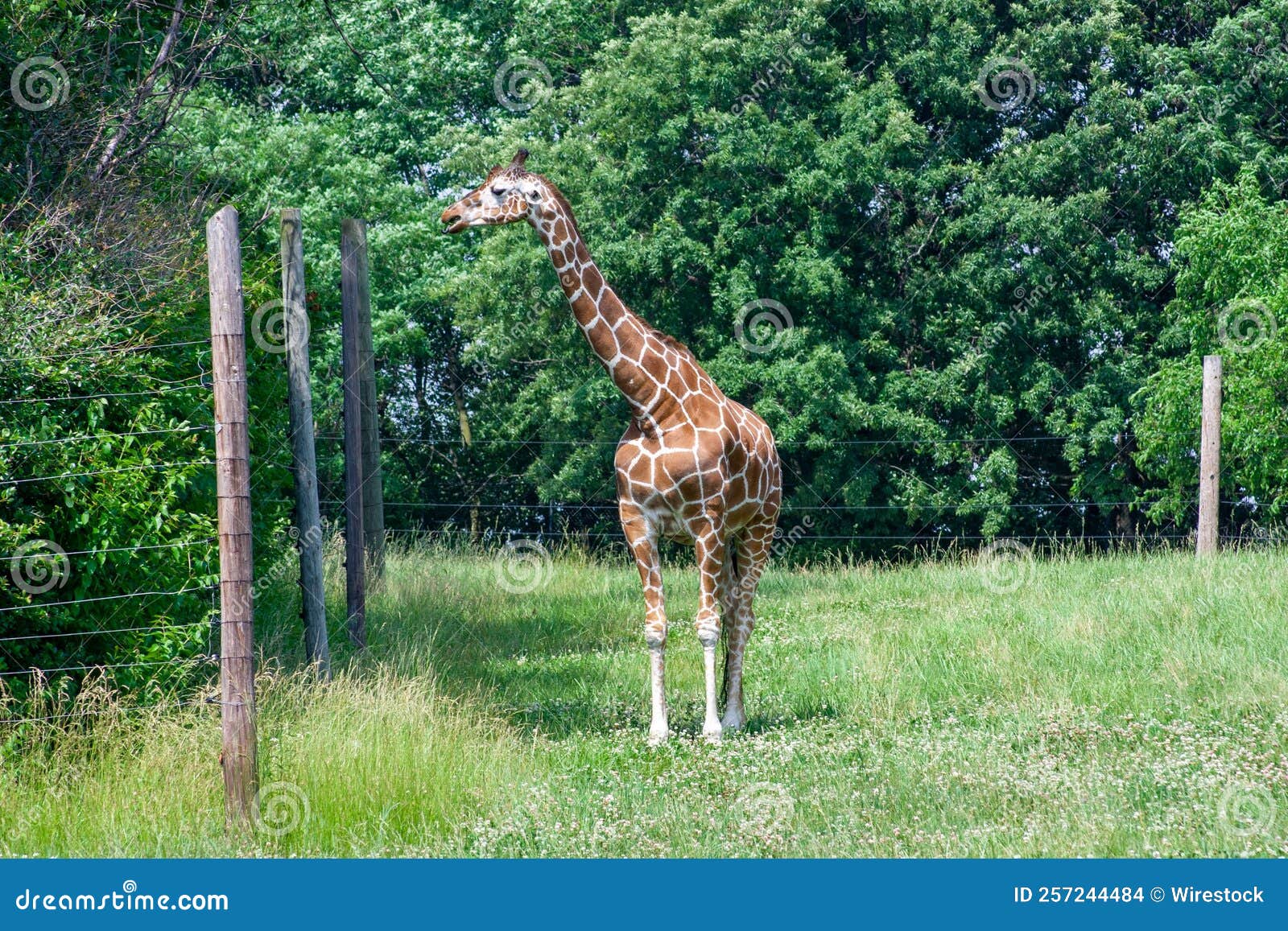 Single Giraffe on the Grass in the Animals Park Stock Photo - Image of ...