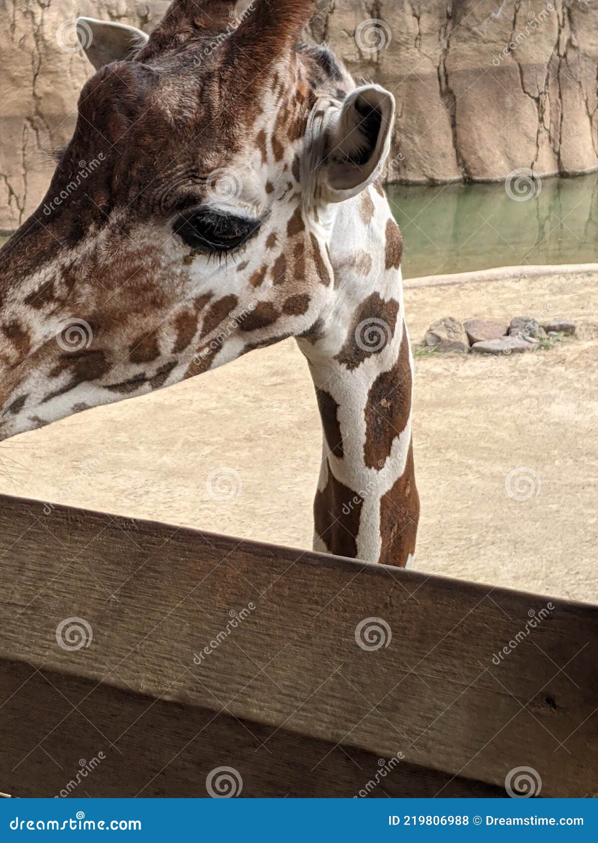 Single Giraffe Peering Over Fence Stock Photo - Image of lion, peering ...
