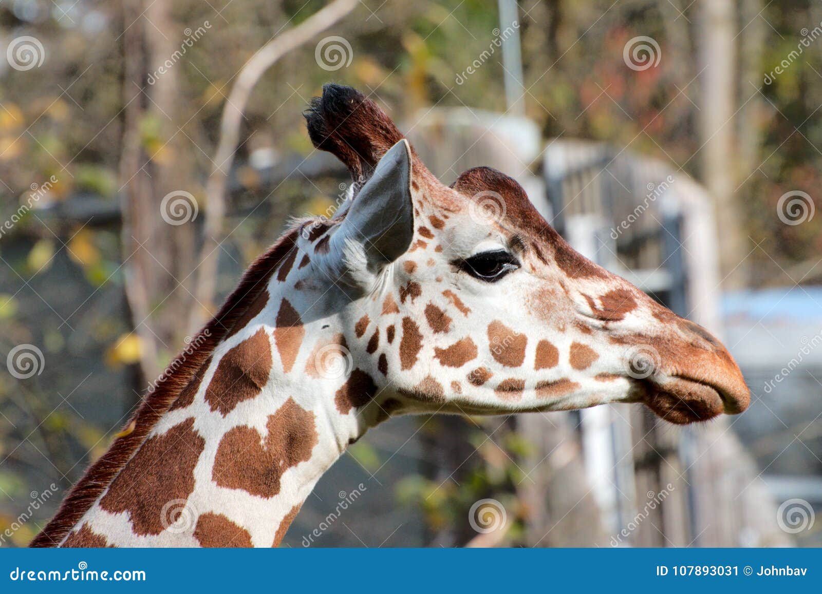 Single giraffe standing stock image. Image of portrait - 107893031