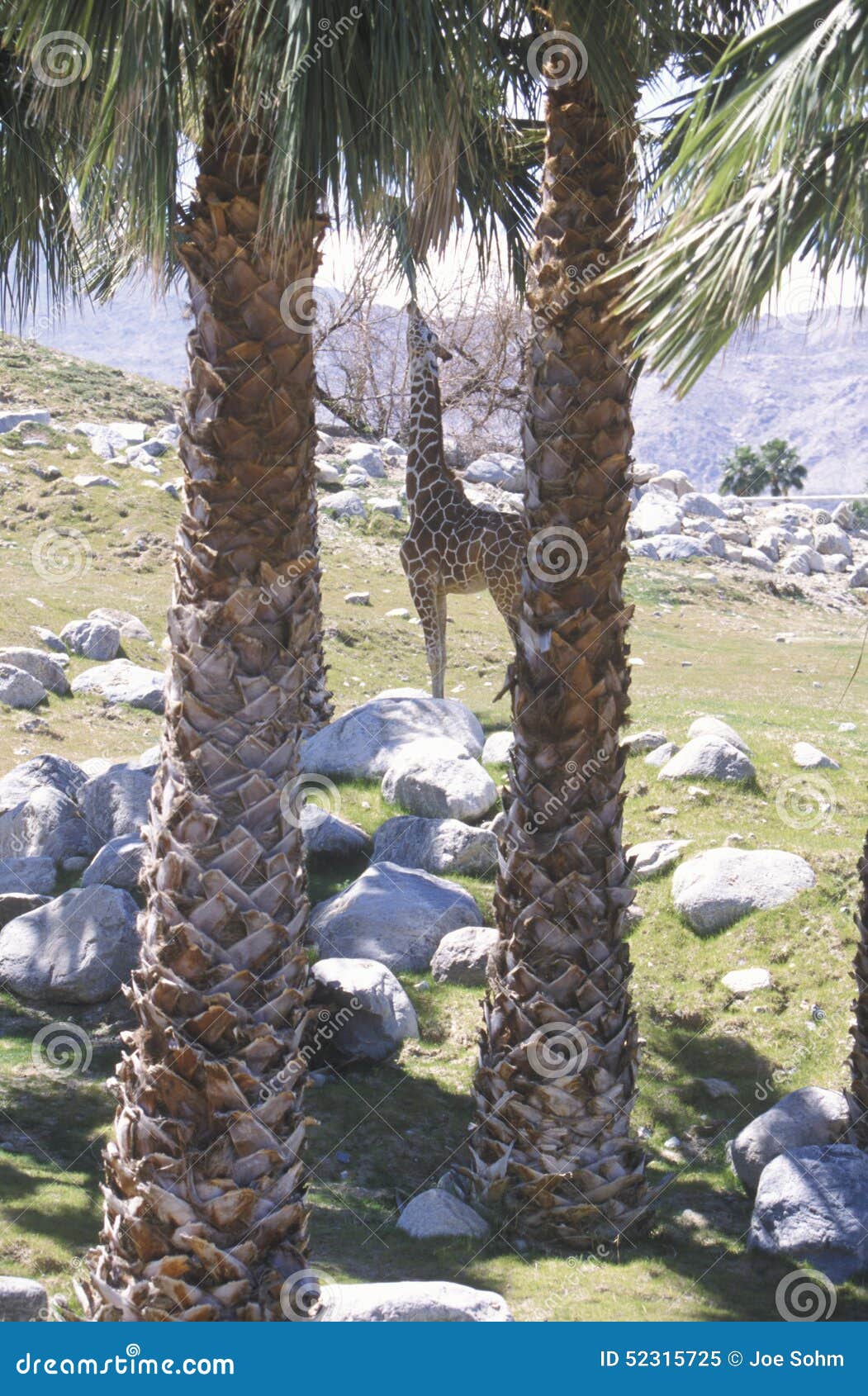 Giraffe And Palm Tree Stock Image | CartoonDealer.com #156427441