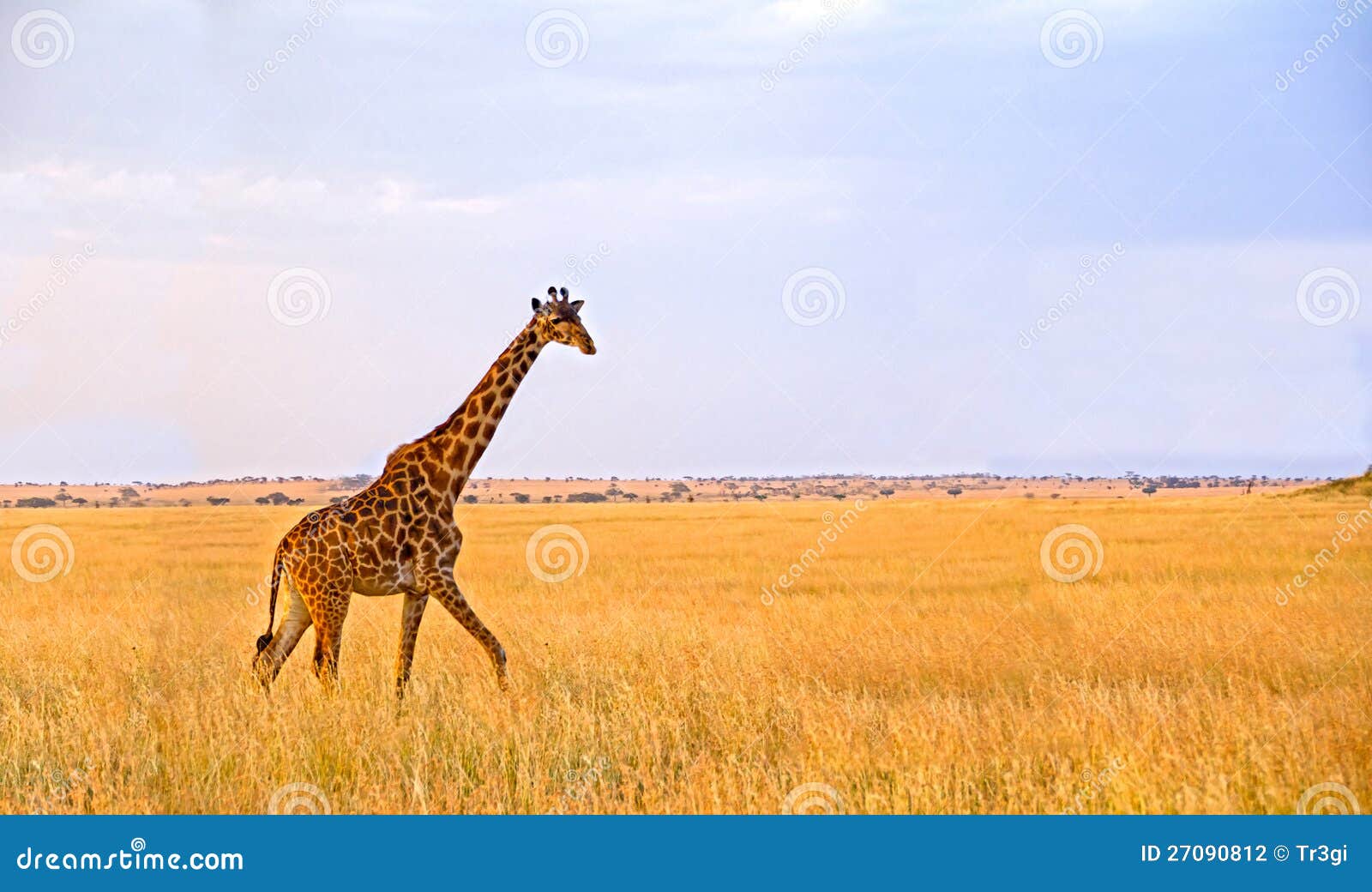 Single Giraffe Walking in the Serengeti Stock Photo - Image of ...