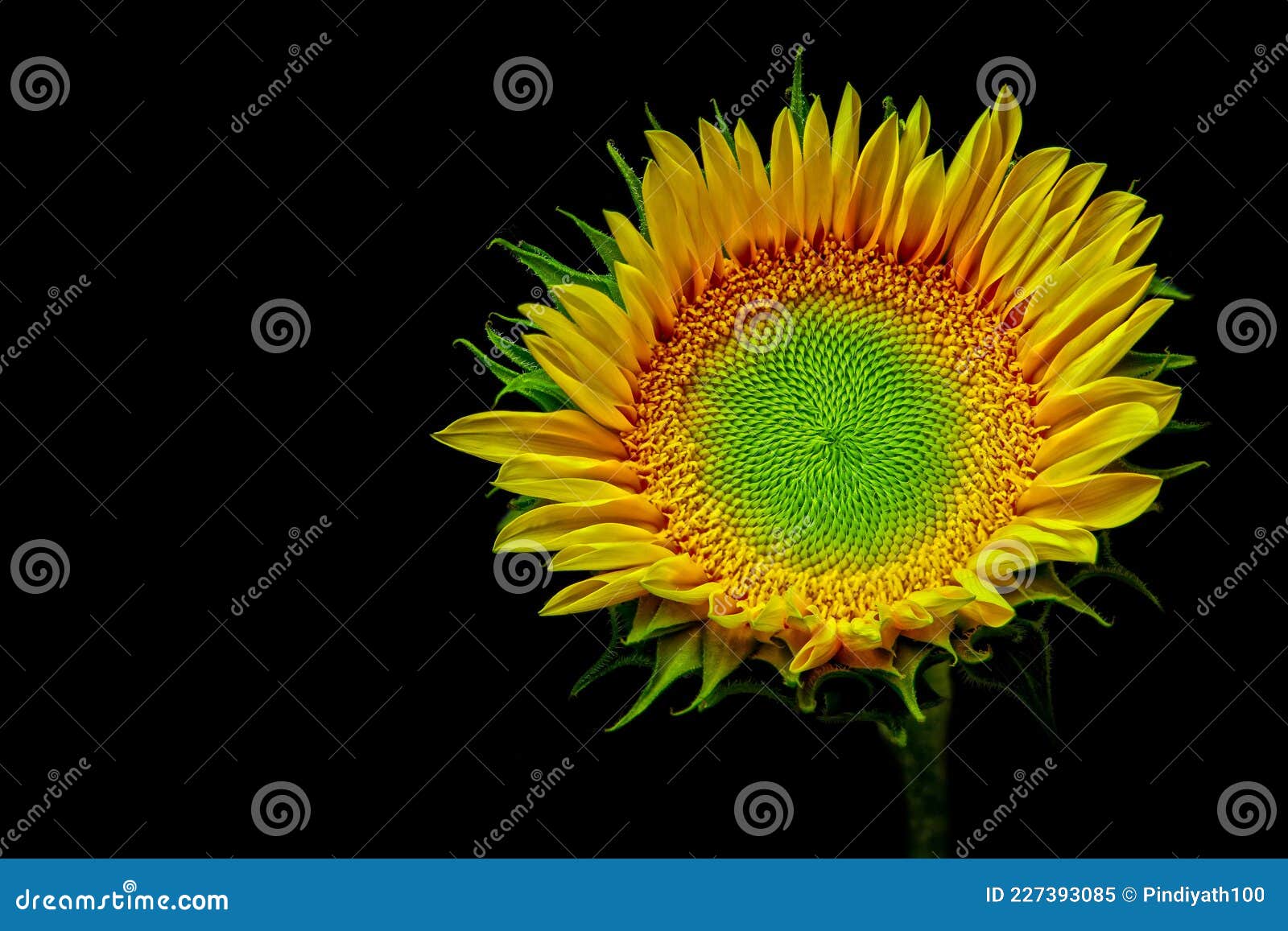 Single Glowing Tropical Sunflower on Dark Backdrop Stock Image - Image ...
