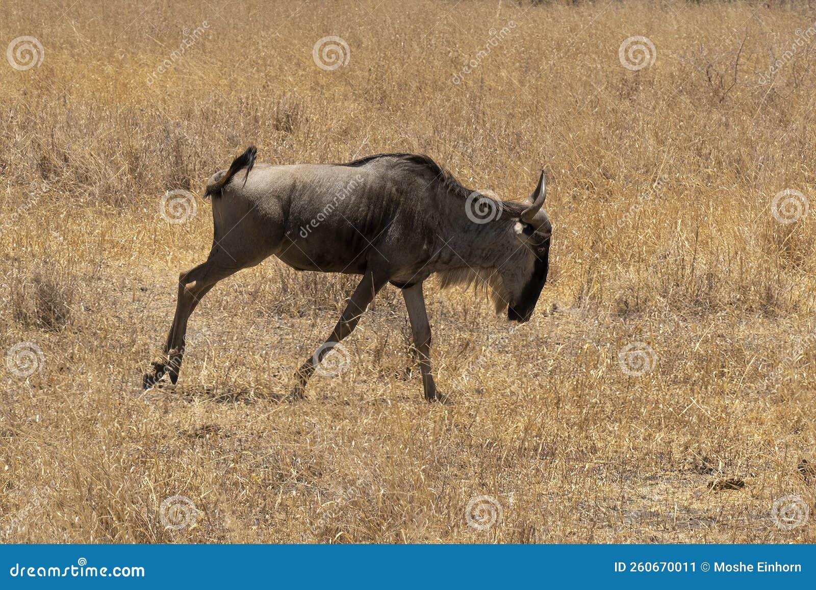 A Gnu in Tanzania stock image. Image of fauna, conservation - 260670011