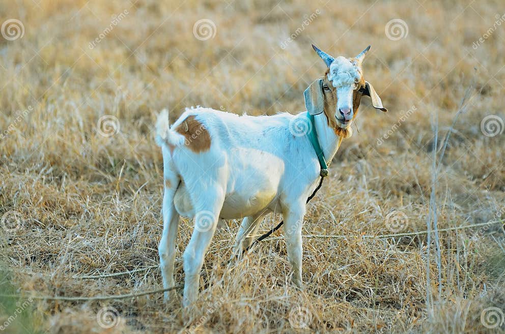 A single goat stock photo. Image of domestic, nature - 90679754