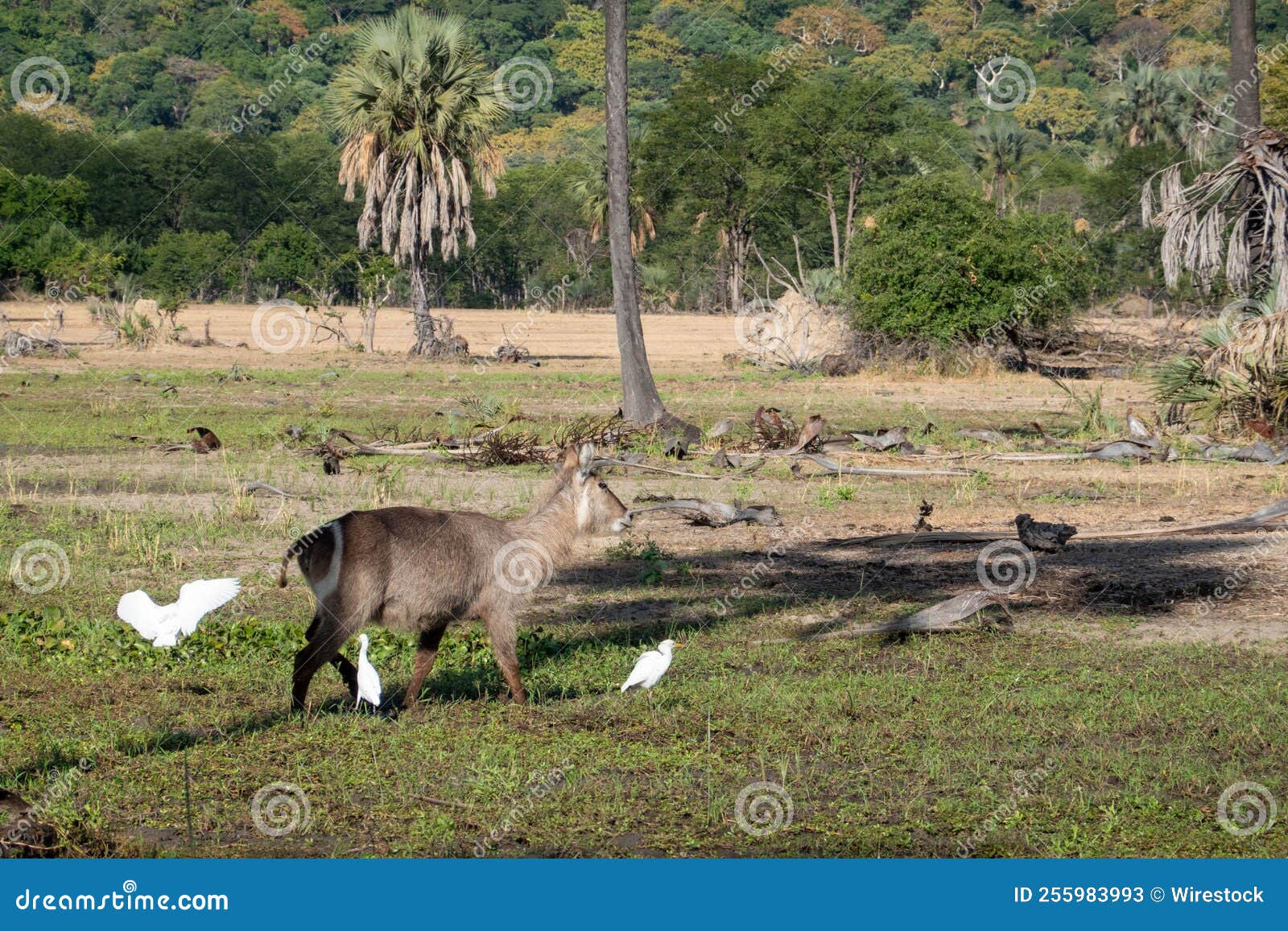 Single Goat on a Field with White Birds Stock Image - Image of grass ...