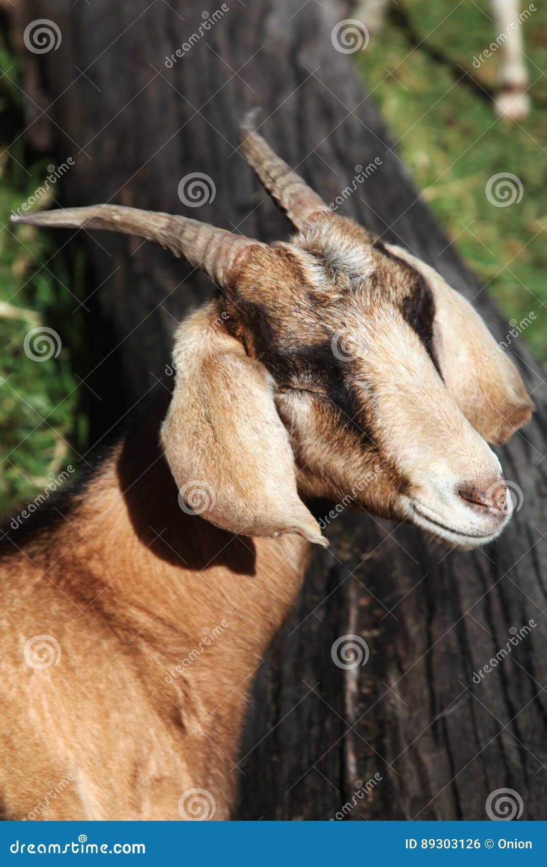 Single goat stock photo. Image of horns, headstrong, herbivorous - 89303126