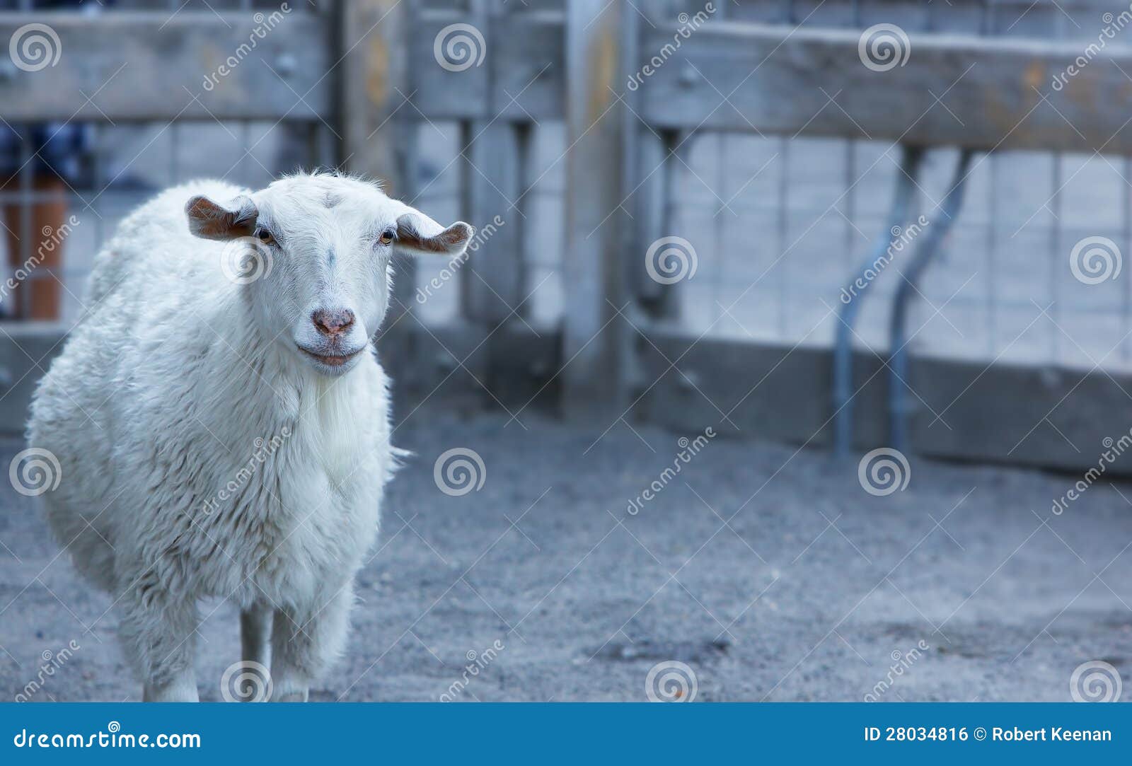 Single goat in pen stock photo. Image of portrait, nature - 28034816