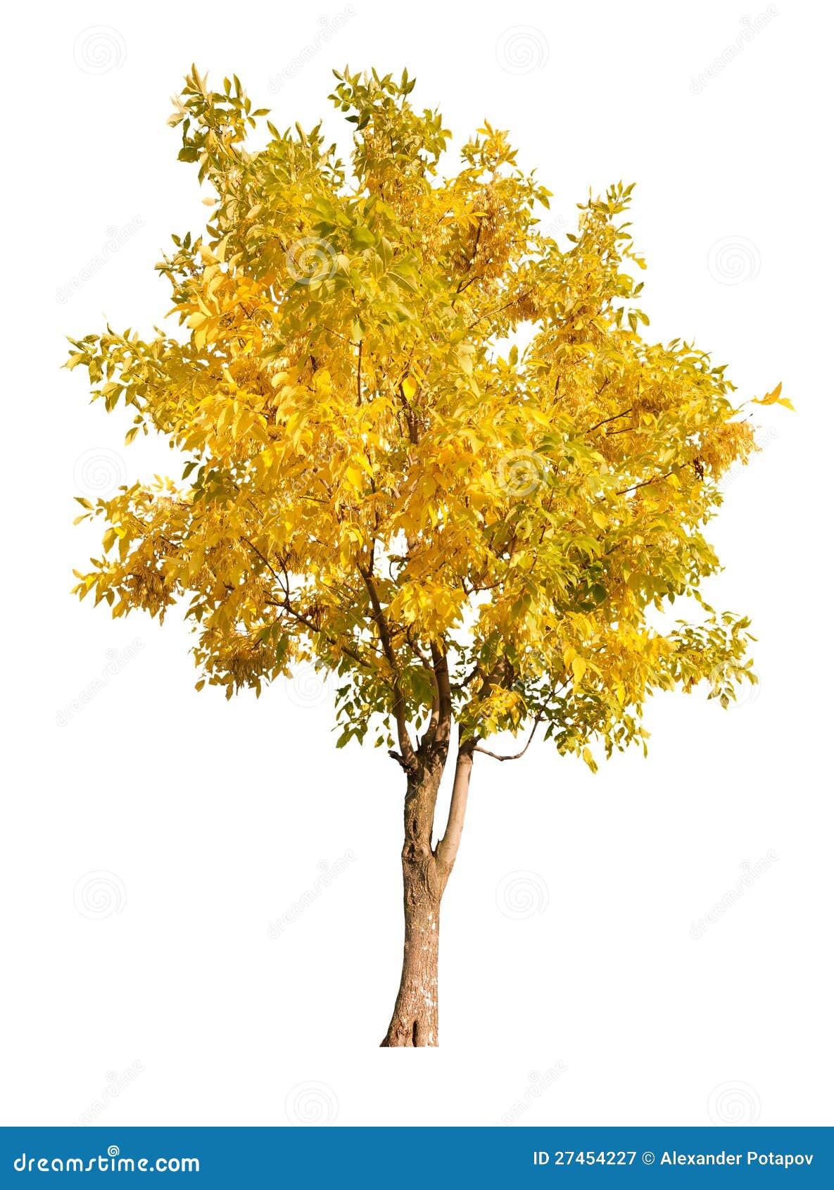 Single Gold Autumn Tree Isolated on White Stock Image - Image of leaf ...