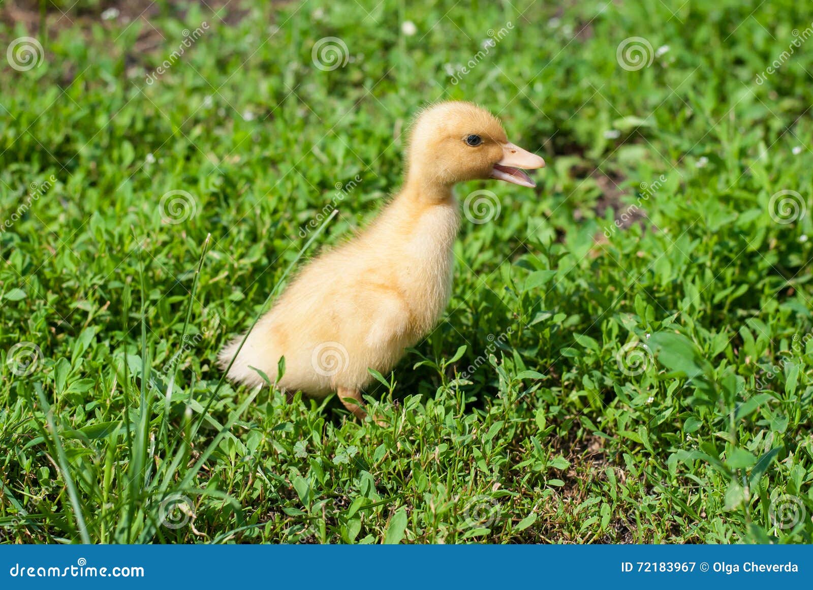 Single golden duckling stock image. Image of bird, ducky - 72183967