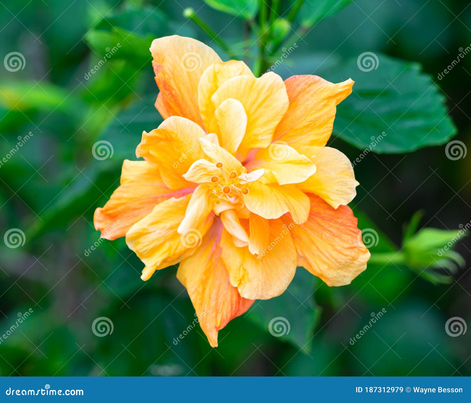 Single Golden Sunlit Hibiscus Flower Stock Image - Image of plants ...
