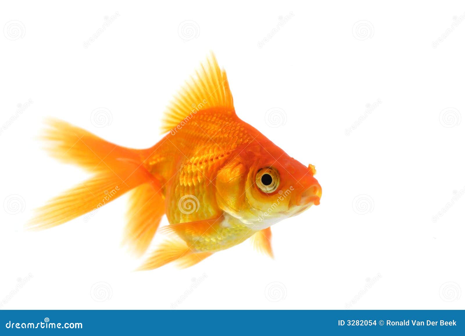 Single goldfish stock photo. Image of gold, isolated, vibrant - 3282054