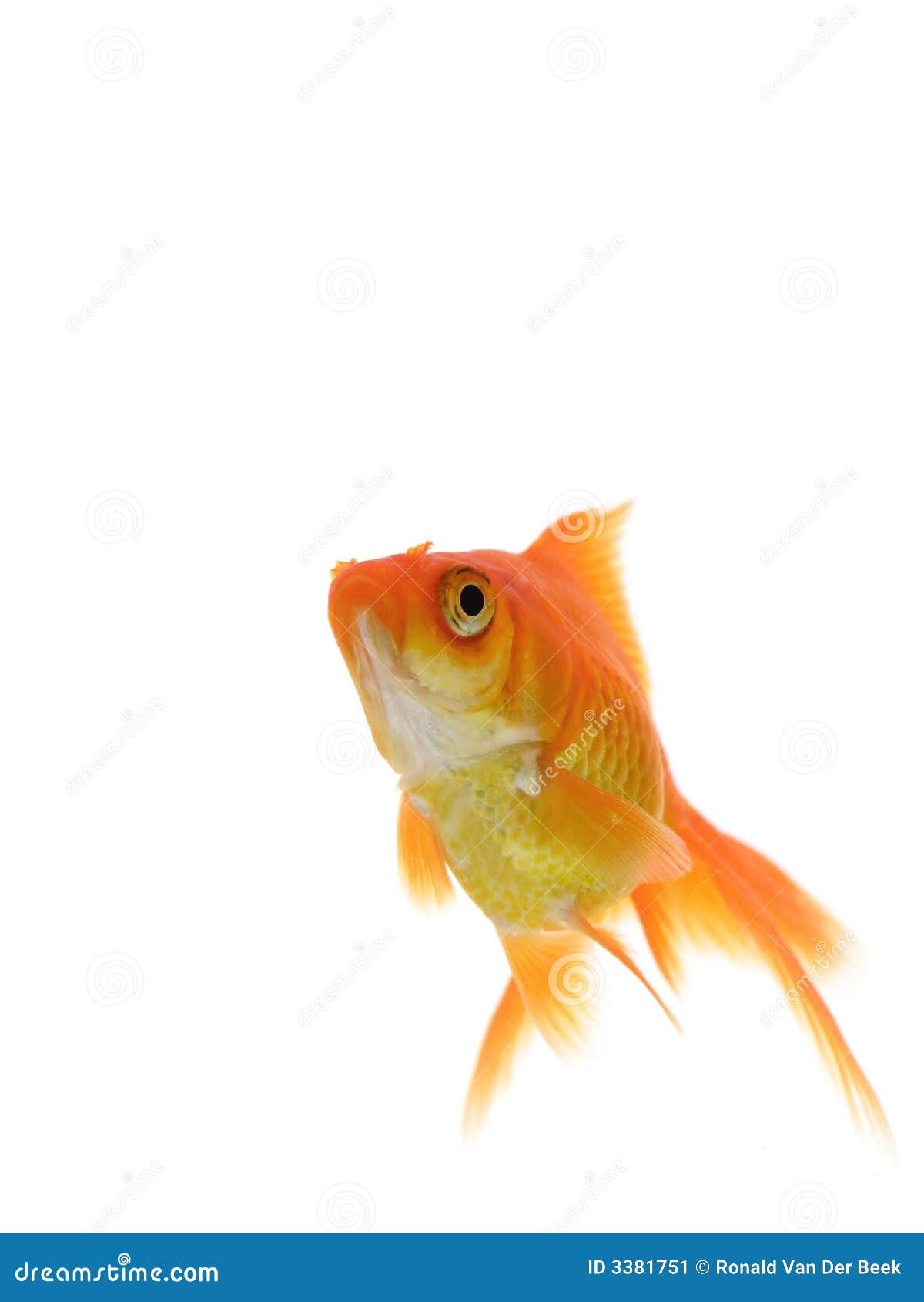 Single goldfish stock image. Image of vibrant, swimming - 3381751