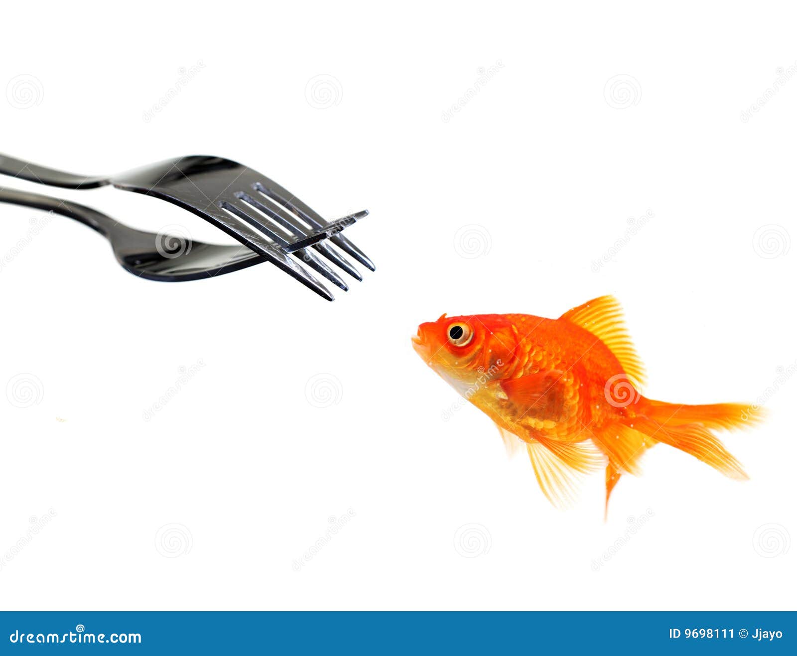 Two Goldfish Facing Each Other In Separate Fish Bowls Studio Shot Stock ...