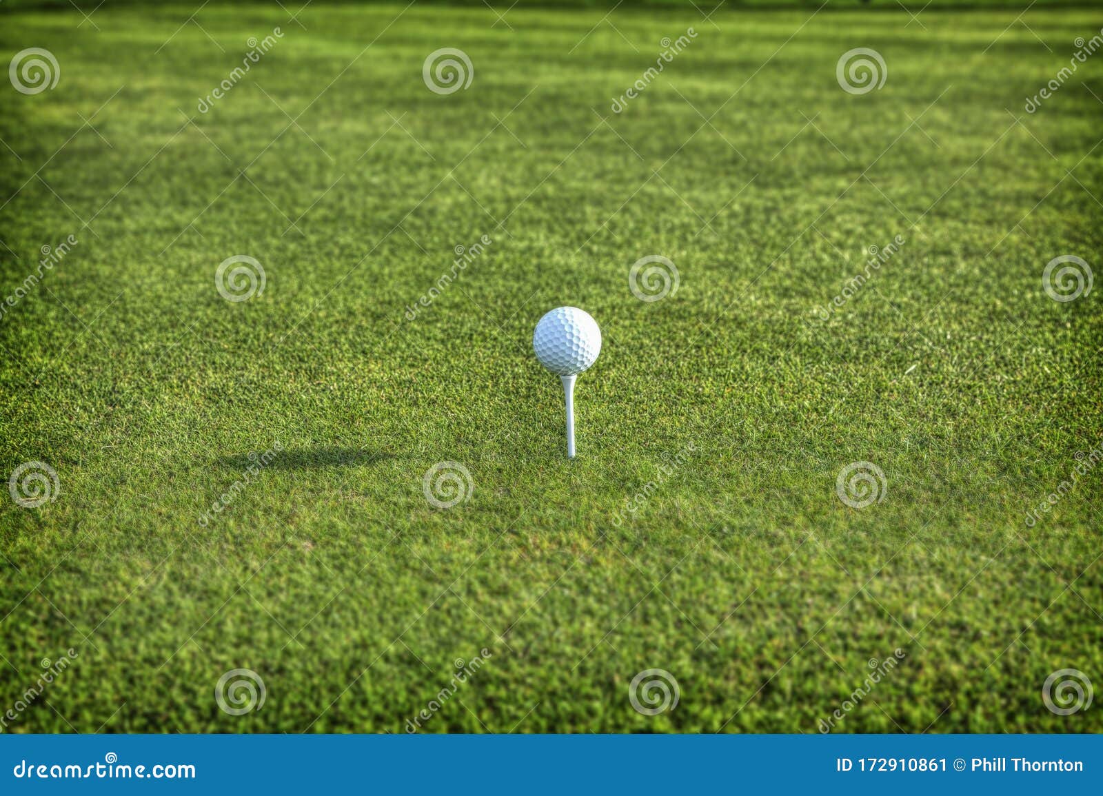 Single Golf Ball Balanced on a White Tee, with Lush Green Grass at the ...