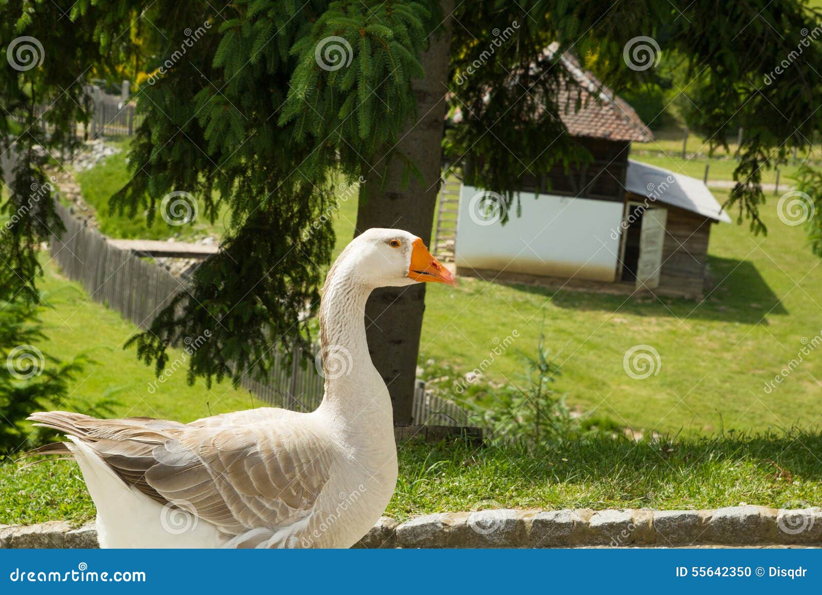 Single Goose in Countryside Stock Photo - Image of farm, neck: 55642350