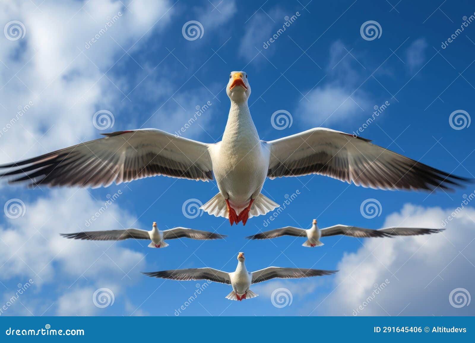 Single Goose Leading a Flying V Formation Stock Photo - Image of ...