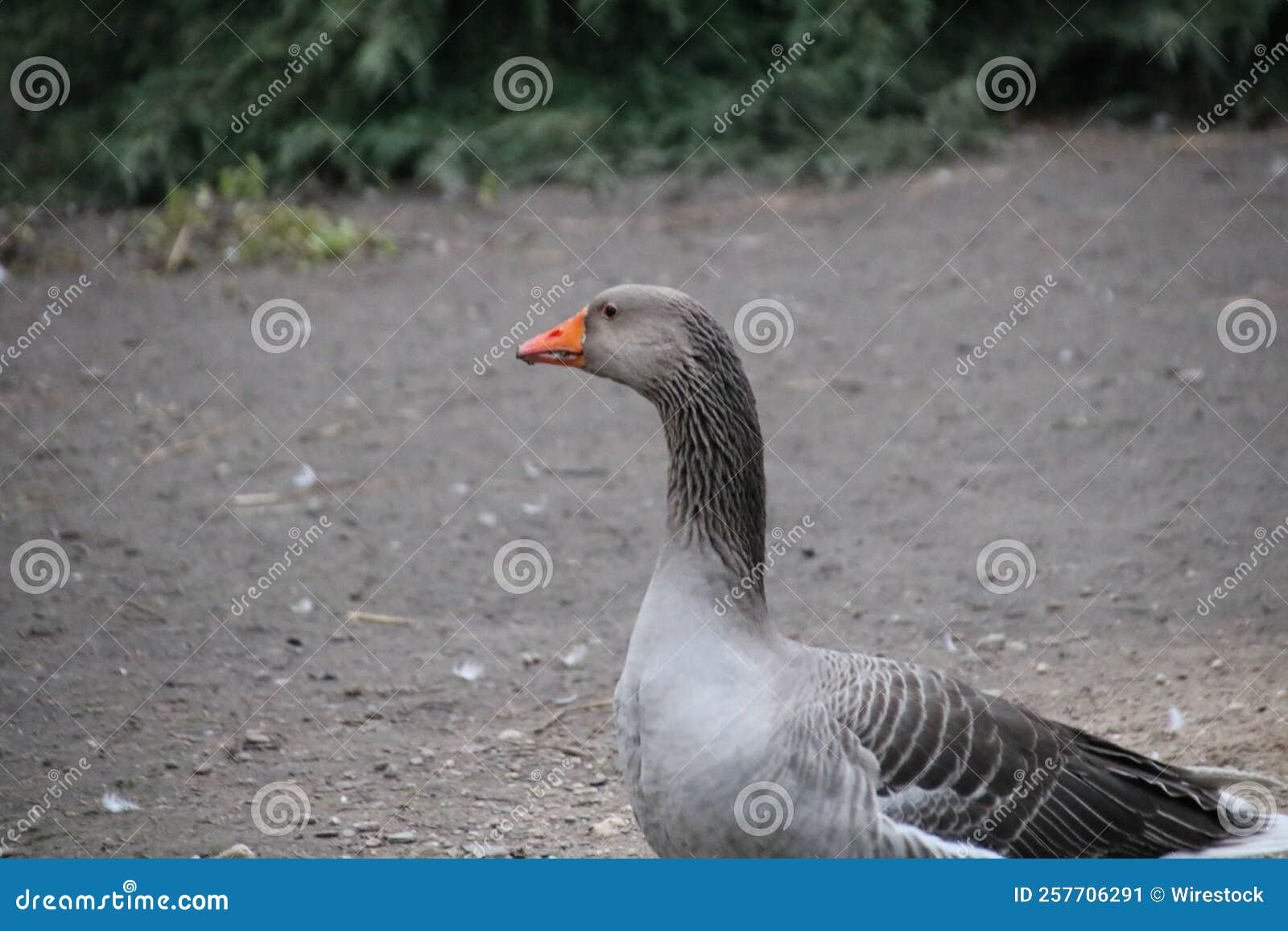 Single Goose Walking in the Farm Stock Image - Image of bird, walking ...