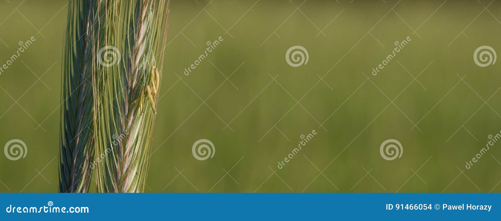 Single grain of corn stock photo. Image of natural, field - 91466054