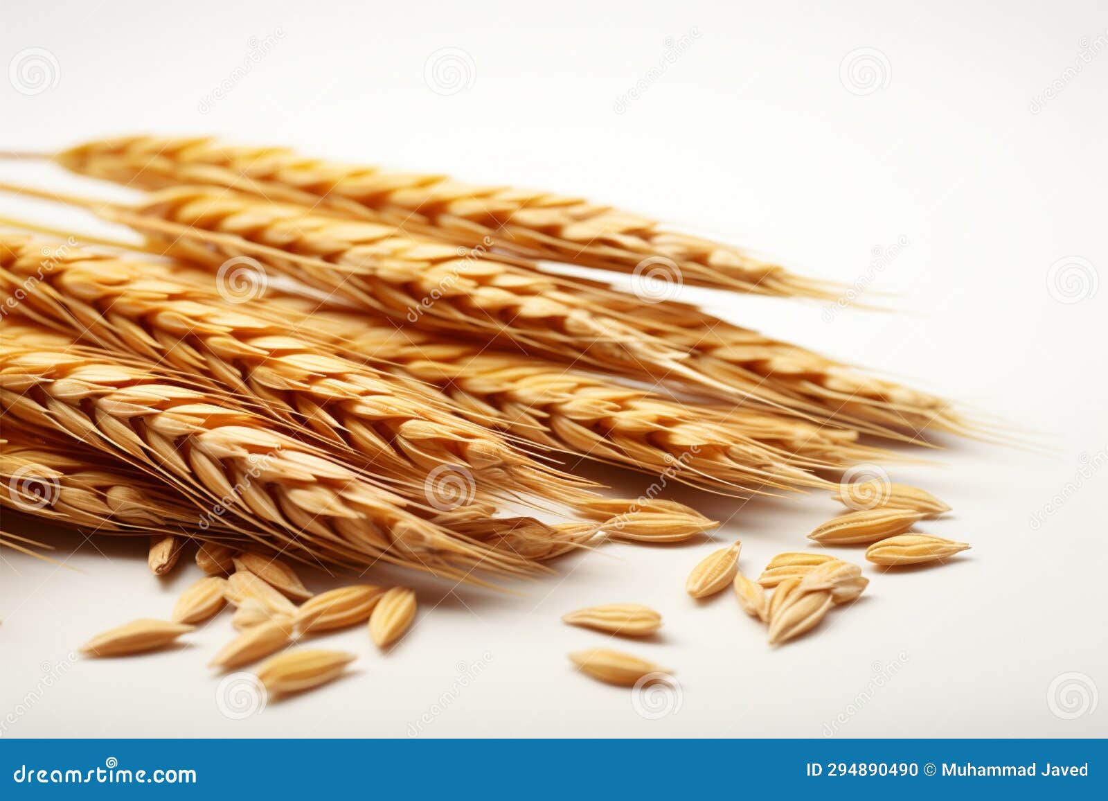 A Single Grain on a Plain, Solid White Background Stock Illustration ...