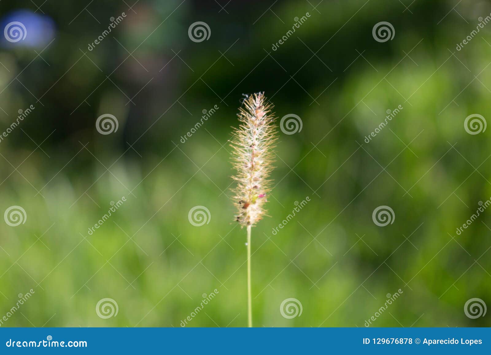 Closeup of Green Grass Alone Stock Photo - Image of single, white ...