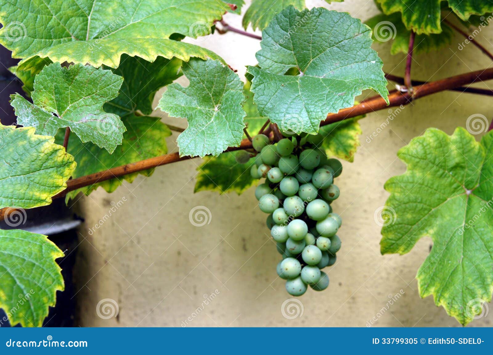 Single grape stock image. Image of climbing, unripe, trellis - 33799305