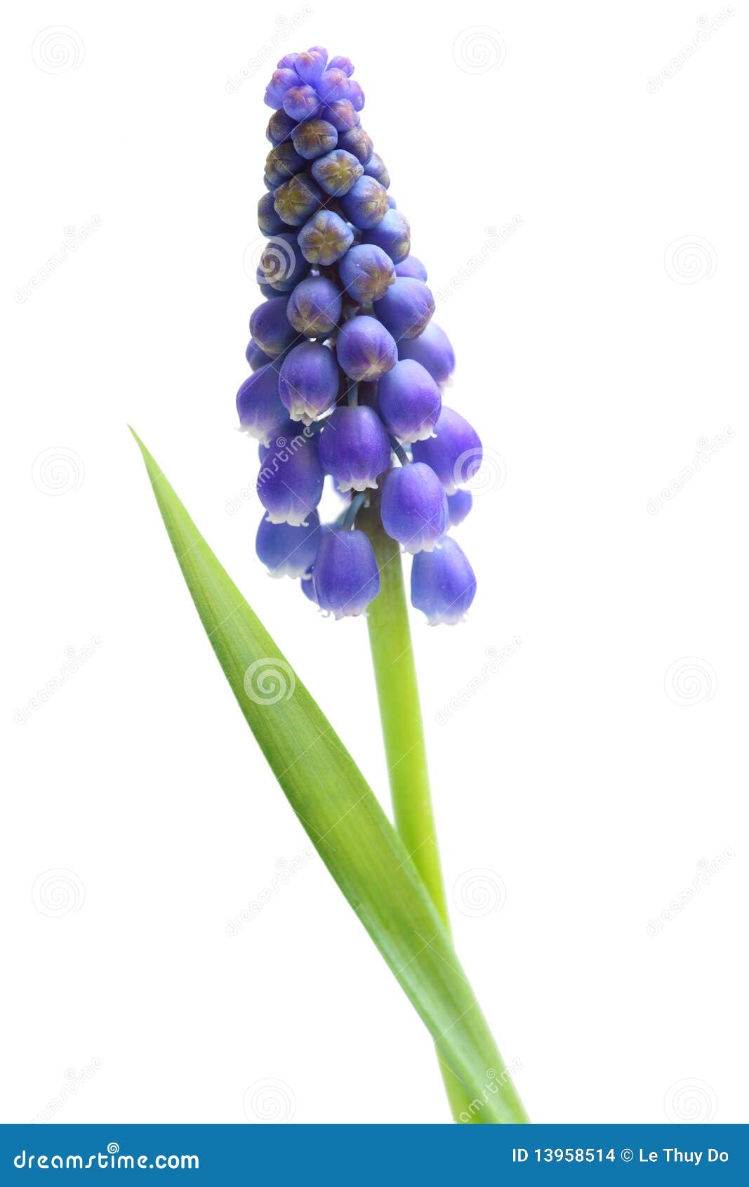 Single Grape Hyacinth stock photo. Image of bell, green - 13958514