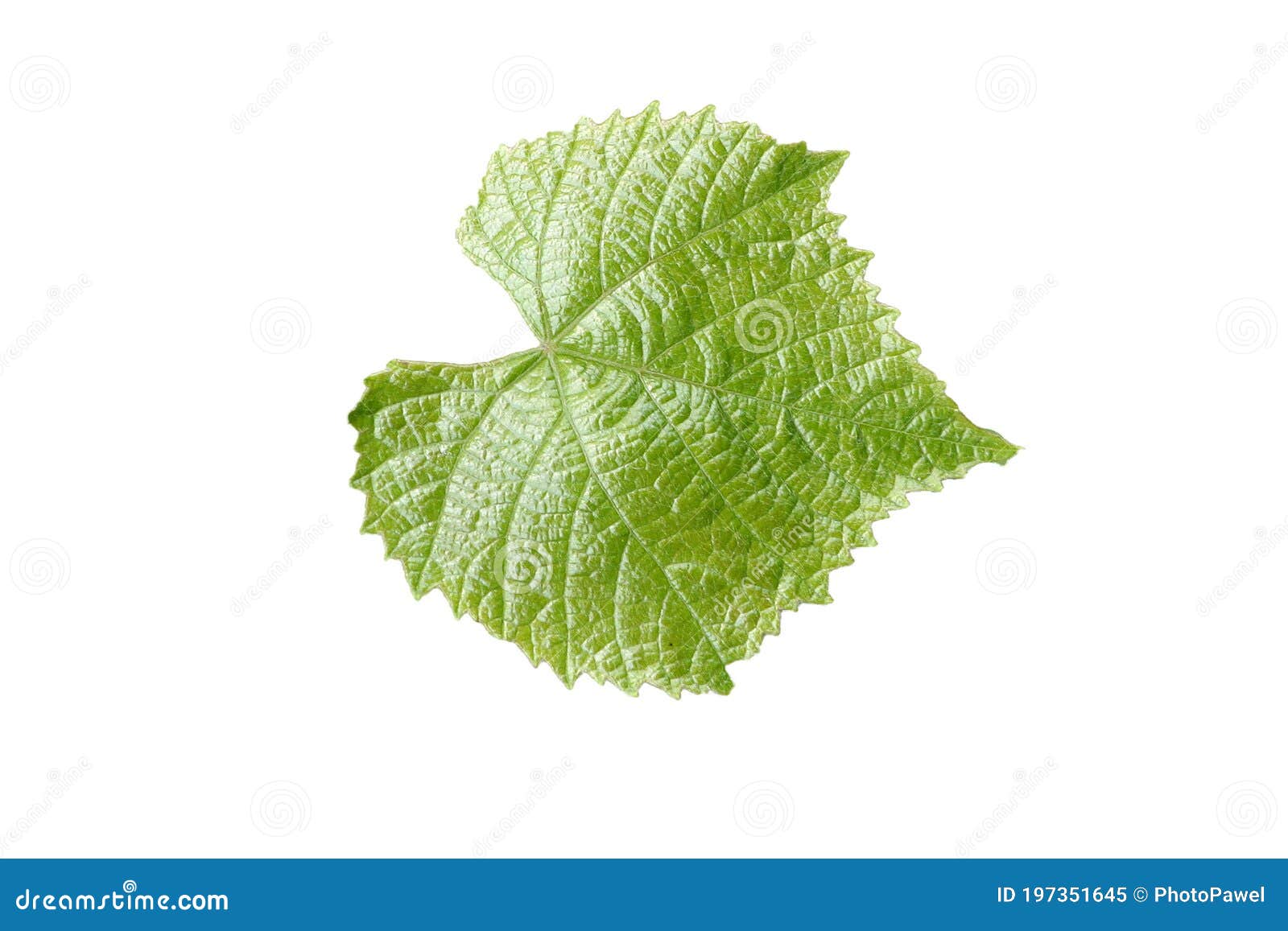 Single Grape Leaf Isolated on White Backgrounds Stock Image - Image of ...