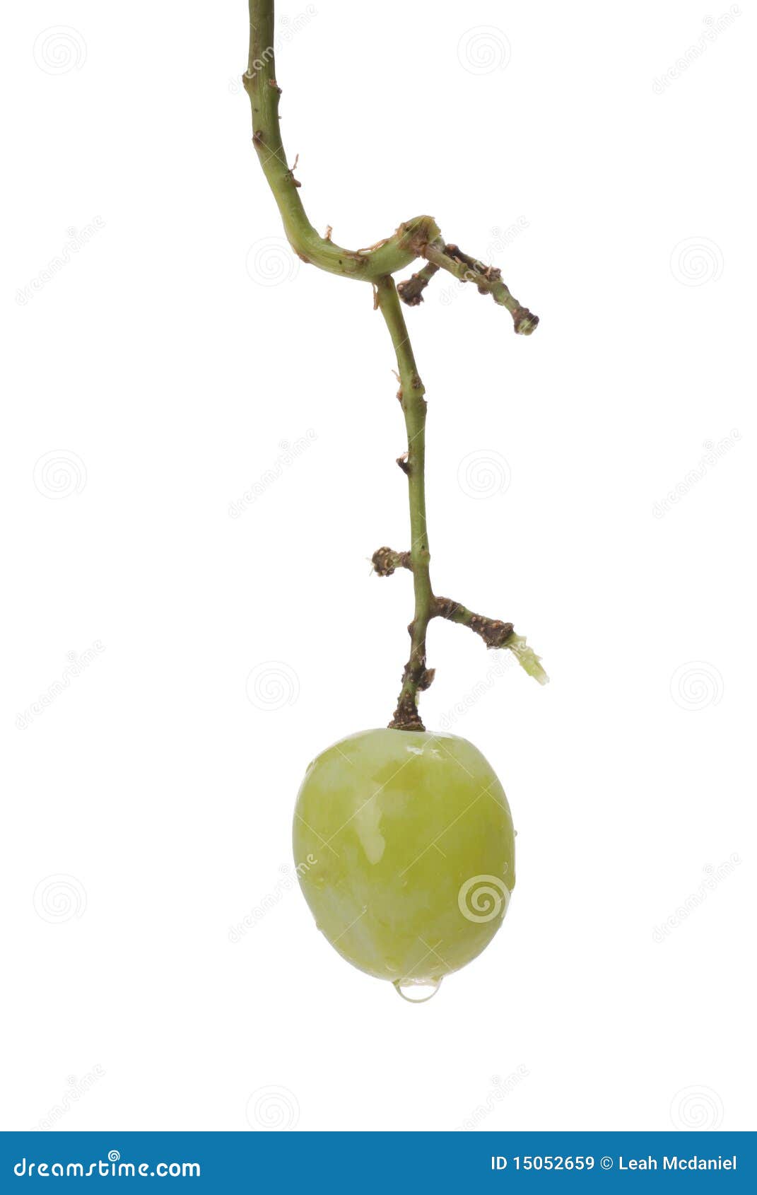 Single Grape on the Stem stock image. Image of grapes - 15052659