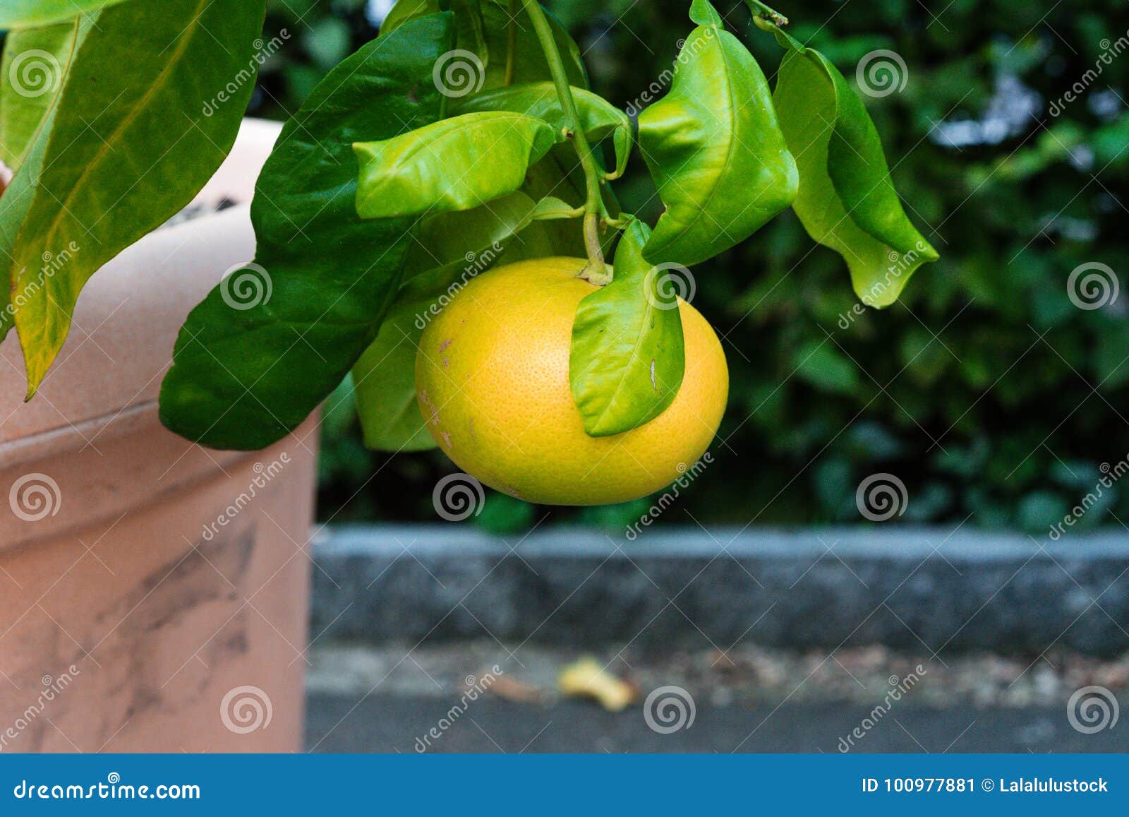 Single Yellow Fruit Grapefruit Hanging from Citrus Paradisi Grapefruit ...